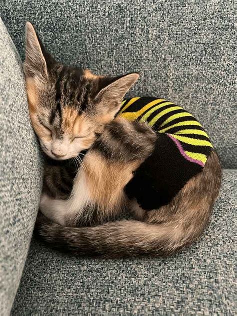 20 Adorable Pictures Of Smol Kittens That Will Make You Go Awe Defused