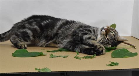 Catnip Entenda Os Efeitos Da Erva Gateira Em Felinos Cnn Brasil