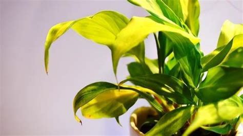 3種花養在家裡不吉利越養越鬧心很多人都不知道 imomo植物識別