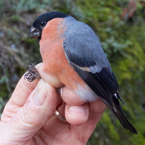 Charlie Sargent S Bird Ringing Ffynnon Gro Whoosh Netting