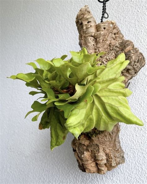Bee Plants