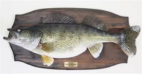 The Largest Walleye Caught In North Dakota