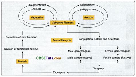 Sexual Reproduction In Organisms An Overview Types And Its Process