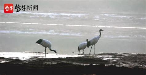 江苏滨海湿地修复项目入选“生物多样性100＋全球典型案例”腾讯新闻