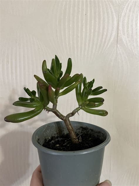 Крассула Ovata “ Hobbit “ Хоббит кислица 45 грн Кімнатні рослини Харків на Olx