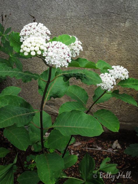 A White Milkweed Betty Hall Photography