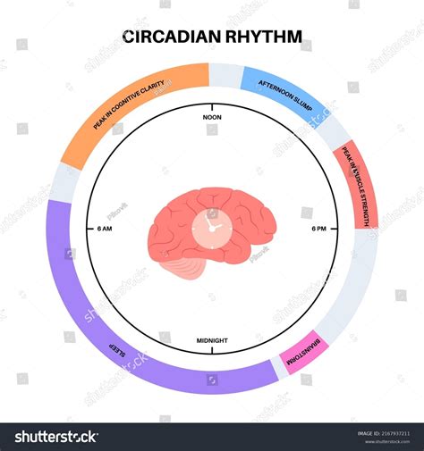 Circadian Rhythm Infographic Poster Melatonin Serotonin Stock Vector
