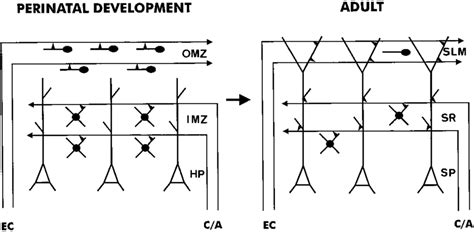 Schematic Representation Summarizing The Main Findings Of The Present Download Scientific