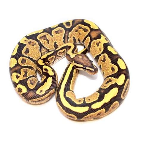 Python Regius Fire Yellow Belly Python Royal