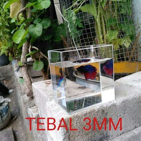 Jual Mini Aquarium Ikan Hias Sauerstoffmangel Aquarium