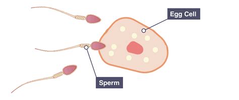 Igcse Biology Notes 3 26 Understand That Random Fertilisation