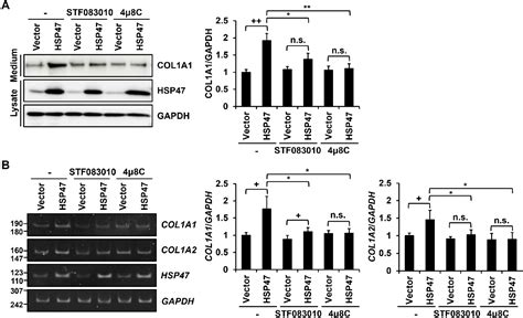 Figure 1 From Hsp47 Increases The Expression Of Type I Collagen In