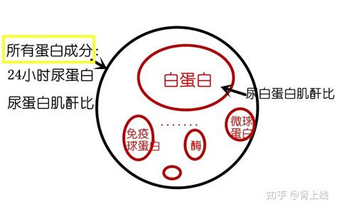 24小时尿蛋白留起来太麻烦？acr和pcr了解一下！ 知乎