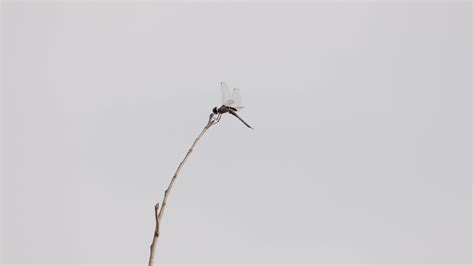 Adult Dragonfly Insect 27610786 Stock Video At Vecteezy