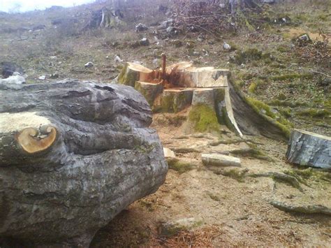 ბუნების დაცვა ტყის გნადგურება