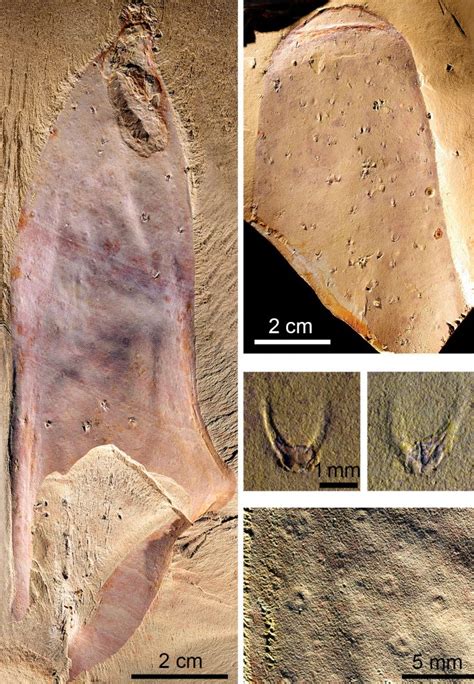 Sponge Like Cambrian Fossil Discovery Dear Kitty Some Blog