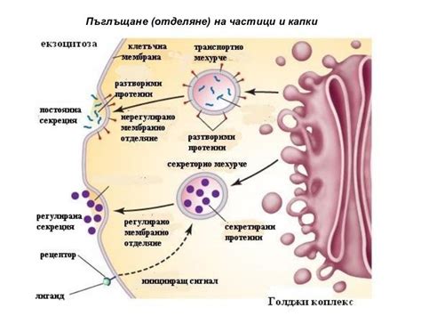 Физиология на растителната клетка 2