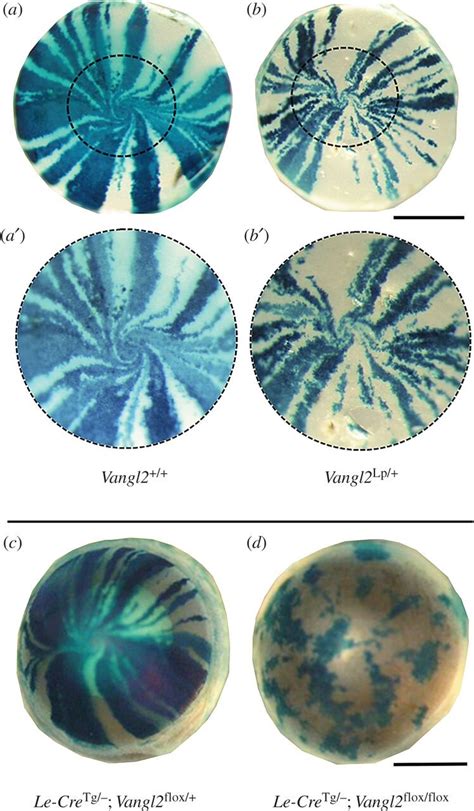 Patterns Of Cell Migration In Vangl2 Deficient Corneal Epithelia Ab