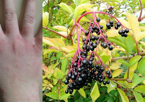 მოამზადეთ და შენახეთ მთელი წლისთვის ანწლის ყვავილების სამკურნალო ძალა