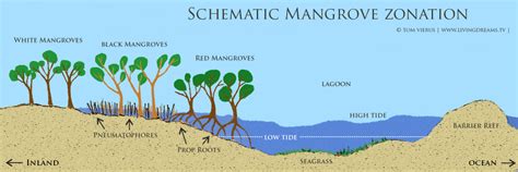 Red Mangroves Black Mangroves White Mangroves In A Typical Pattern