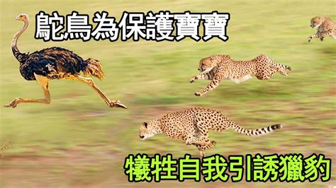 鴕鳥為保護幼崽聯手攻擊獵豹，卻反被3只獵豹圍捕屍骨無存，場面太心痛了【九尾style】 Youtube
