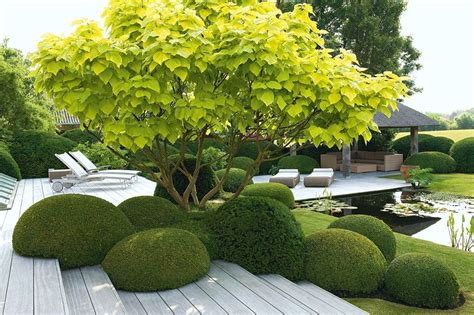 Tree Design 62 Photo