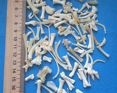 100 Tiny Real Bones For Altar And Creative Projects Etsy