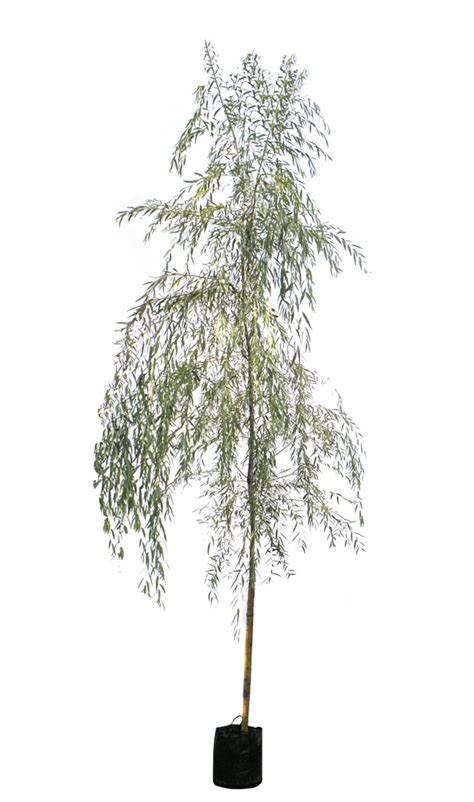 WIERZBA PŁACZĄCA CHRYSOCOMA SALIX SEPULCRALIS 7116895106