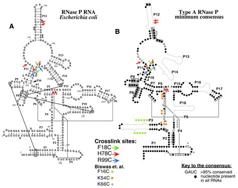 Sites Of Crosslinking Mapped Onto A The Refined Secondary Structure