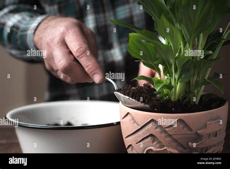 El Trasplante De Las Flores Spathiphyllum Horizontal Fotografía De