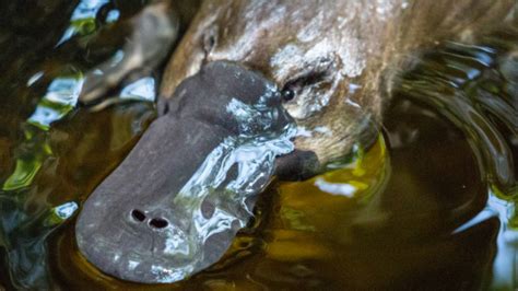 Scientists Just Solved A 100 Million Year Old Mystery About Platypus Sex The Ugly Minute