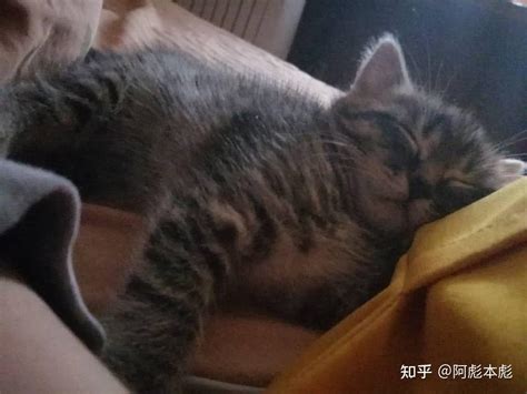 哪种猫是性格最好的猫咪？ 知乎