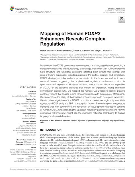 Pdf Mapping Of Human Foxp2 Enhancers Reveals Complex Regulation