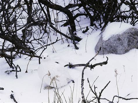 Quiz Та АНЧИН АН хоёрын аль нь вэ