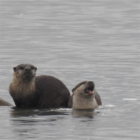 A Pair Of Asian Small Clawed Otters Aonyx Cinereus Seen In The