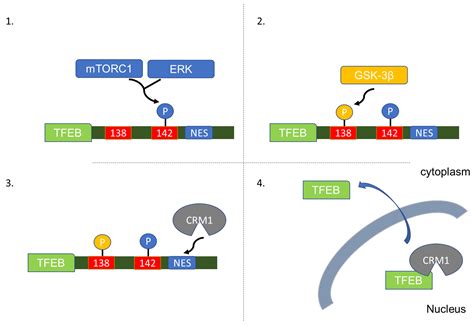 Glycogen Synthase Regulation