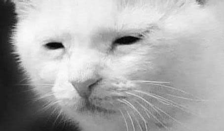 Sad Cat Blank Template Imgflip
