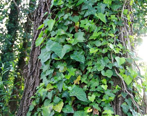 Vines Kill Plants At Deborah Mcgee Blog