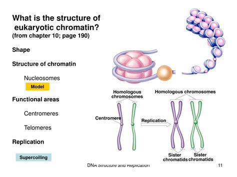 Ppt Understand Dna Structure Replication And Chromatin Powerpoint