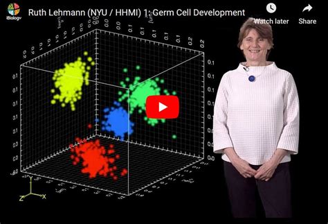 Germ Cell Development Ibiology Jaivikshastram Jaivikshastram