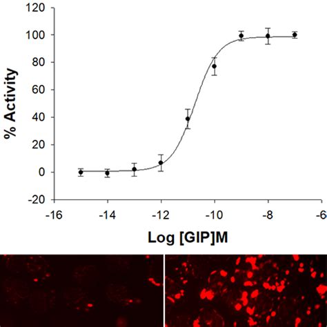 U2os Cell Line Stably Expressing Gipr And Camp Cells Online