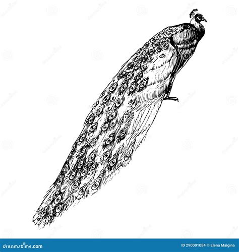 Peacock Bird With Long Tail Line Vector Illustration Tropical Nature