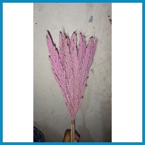 Trigo Grass Per Bundle 40 Per Bundle Shopee Philippines