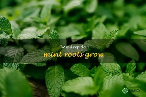 Exploring The Depths Uncovering How Deep Mint Roots Grow Shuncy