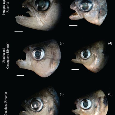 Feeding Apparatus Of Pairs Of Characidae Coexisting In Each Stream