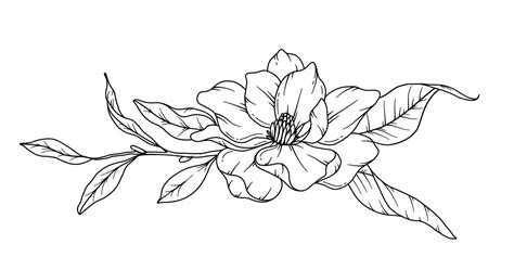 Magnolia Line Drawing Black And White Floral Bouquets Flower Coloring
