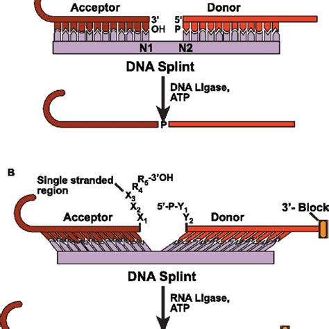 Schematic Of Native Purification Of RNA Using Self Cleaving DNAzyme Download Scientific Diagram