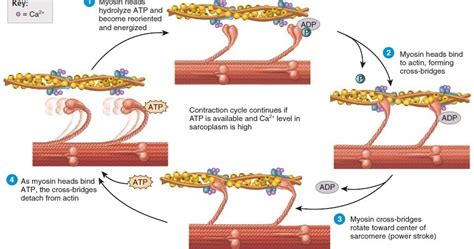 LOSE WEIGHT AND KEEP FIT Muscle Contraction And Relaxation Theory