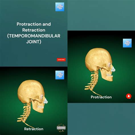 Protraction Anatomy