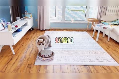 我怀疑我的猫残疾了，总是斜着